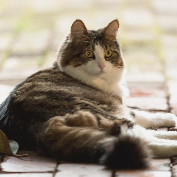 Eastern Hills Vet Centre